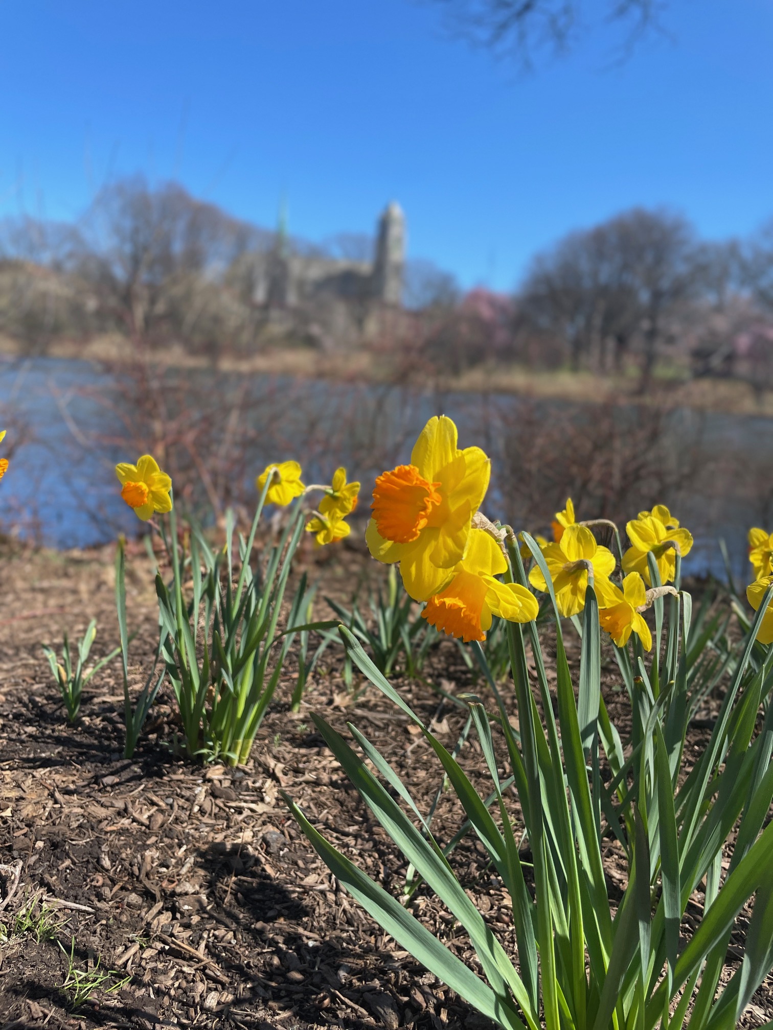Welcoming Spring: Cherry Blossom Ambassador at Branch Brook Park | 52 ...