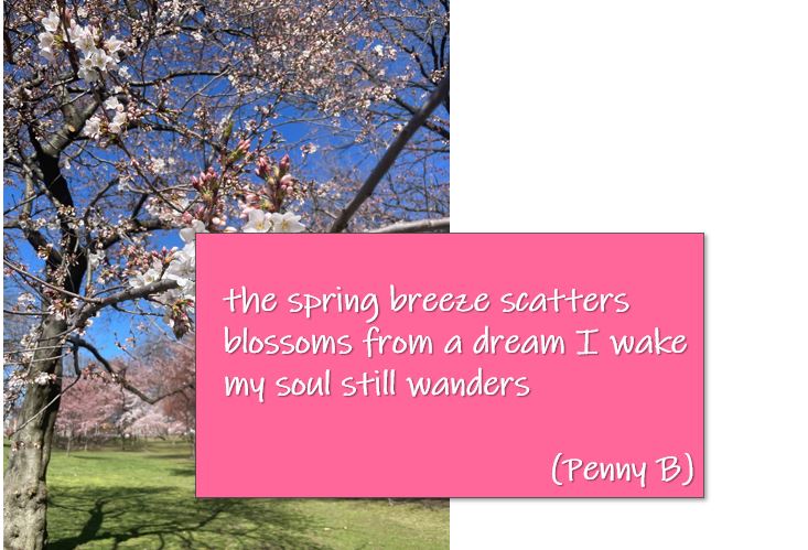 Welcoming Spring: Cherry Blossom Ambassador at Branch Brook Park | 52 ...
